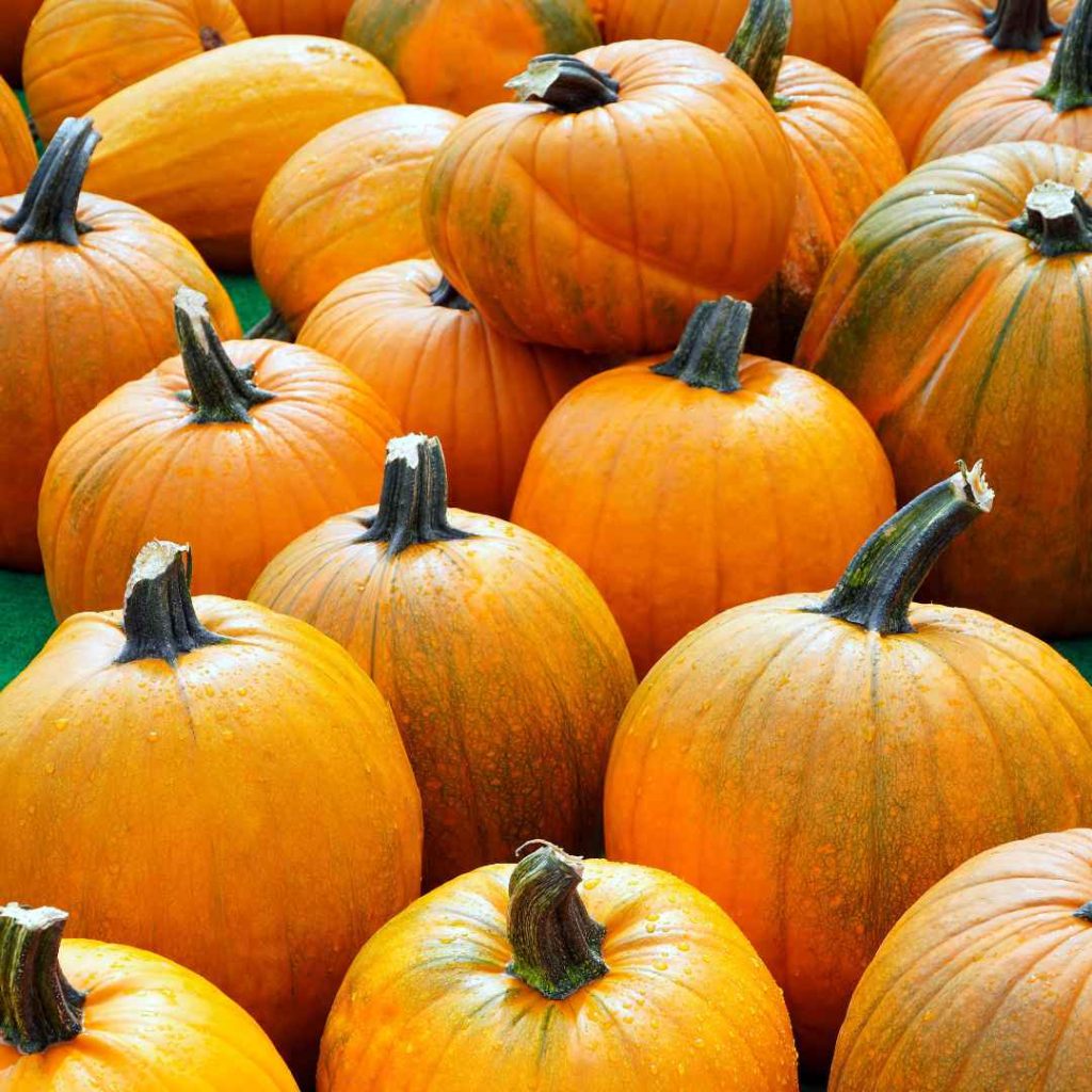 Pumpkin-Powered Learning: Activities for Every Subject - Heidi Kinney