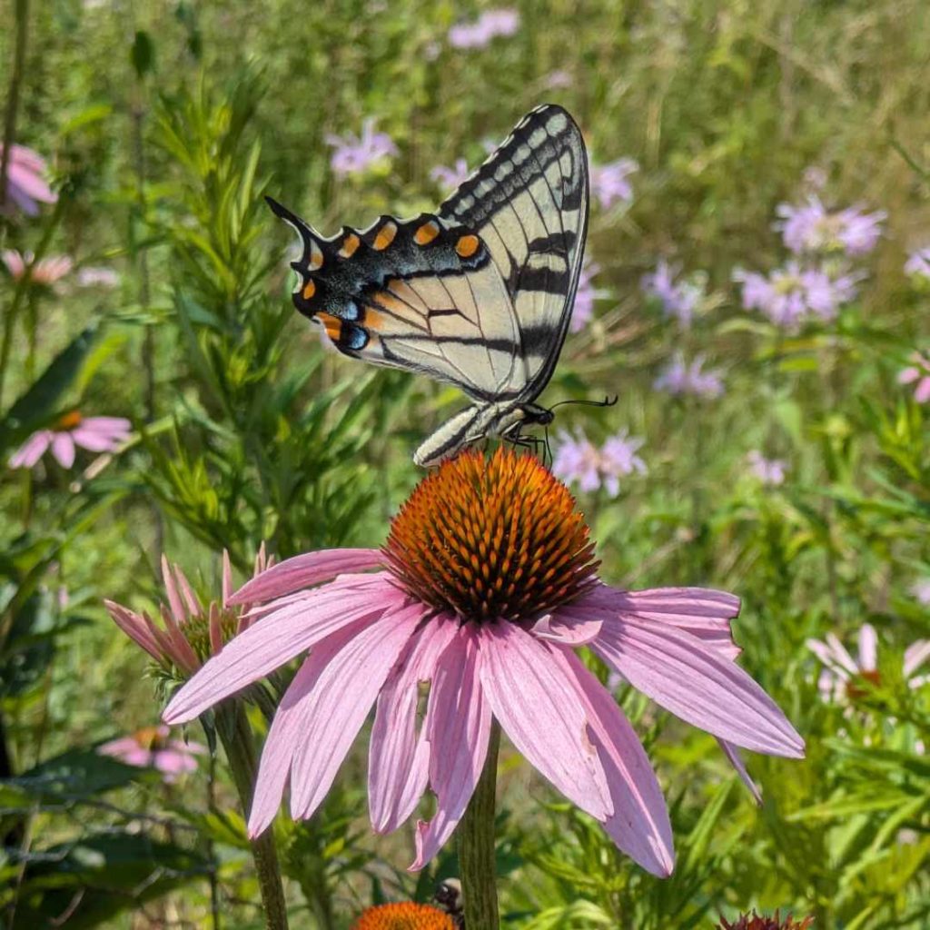 Finding Joy in Uncomfortable Seasons - Heidi Kinney